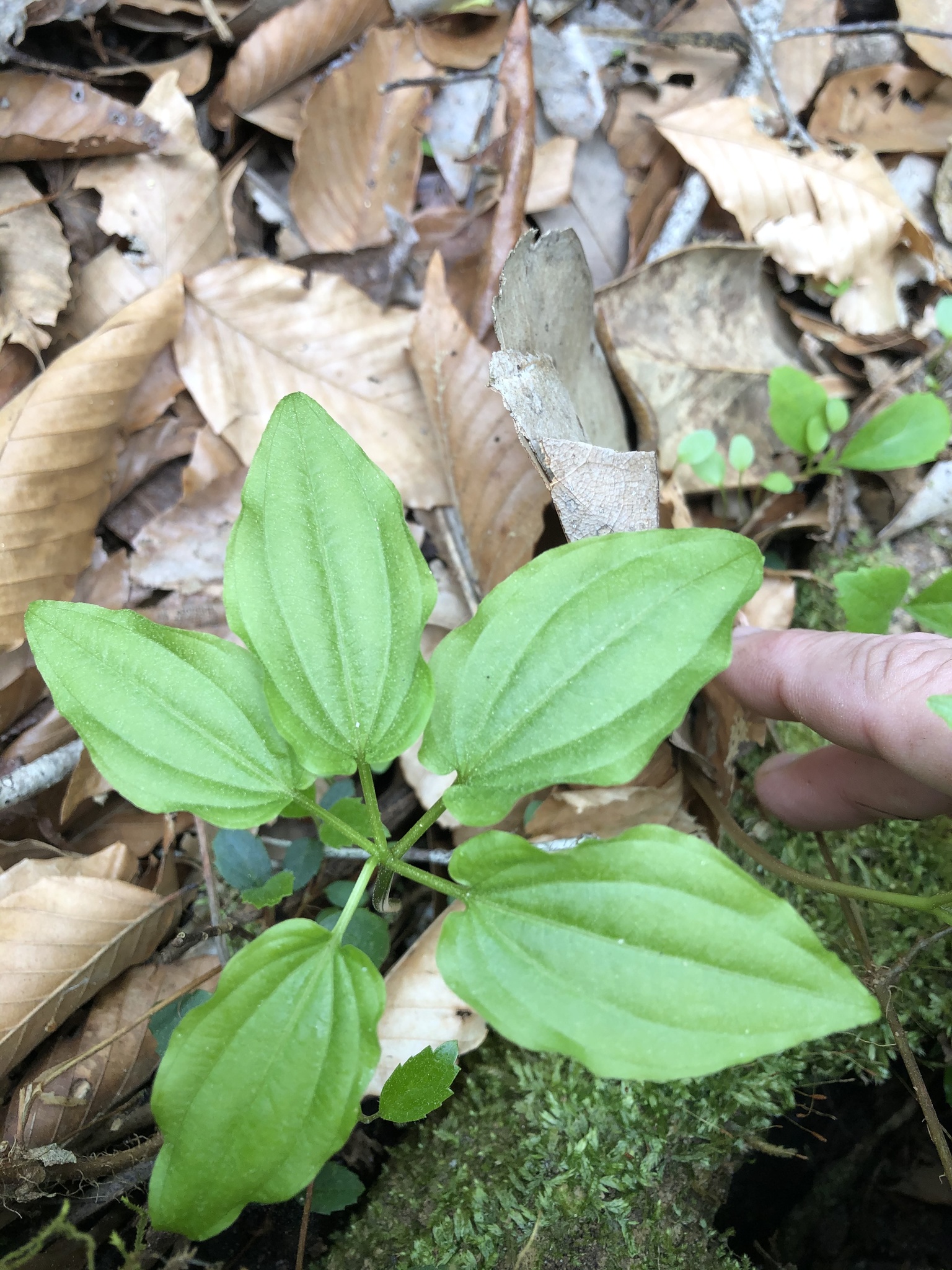 Croomia pauciflora (Nutt.) Torr.