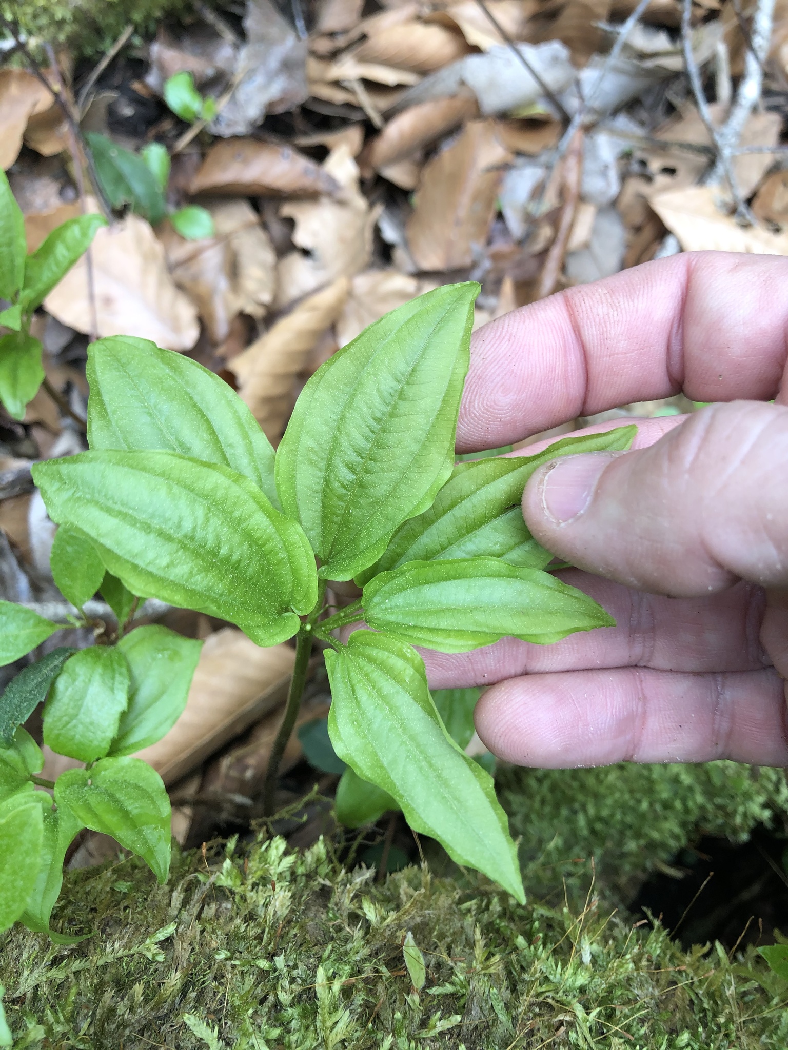 Croomia pauciflora (Nutt.) Torr.
