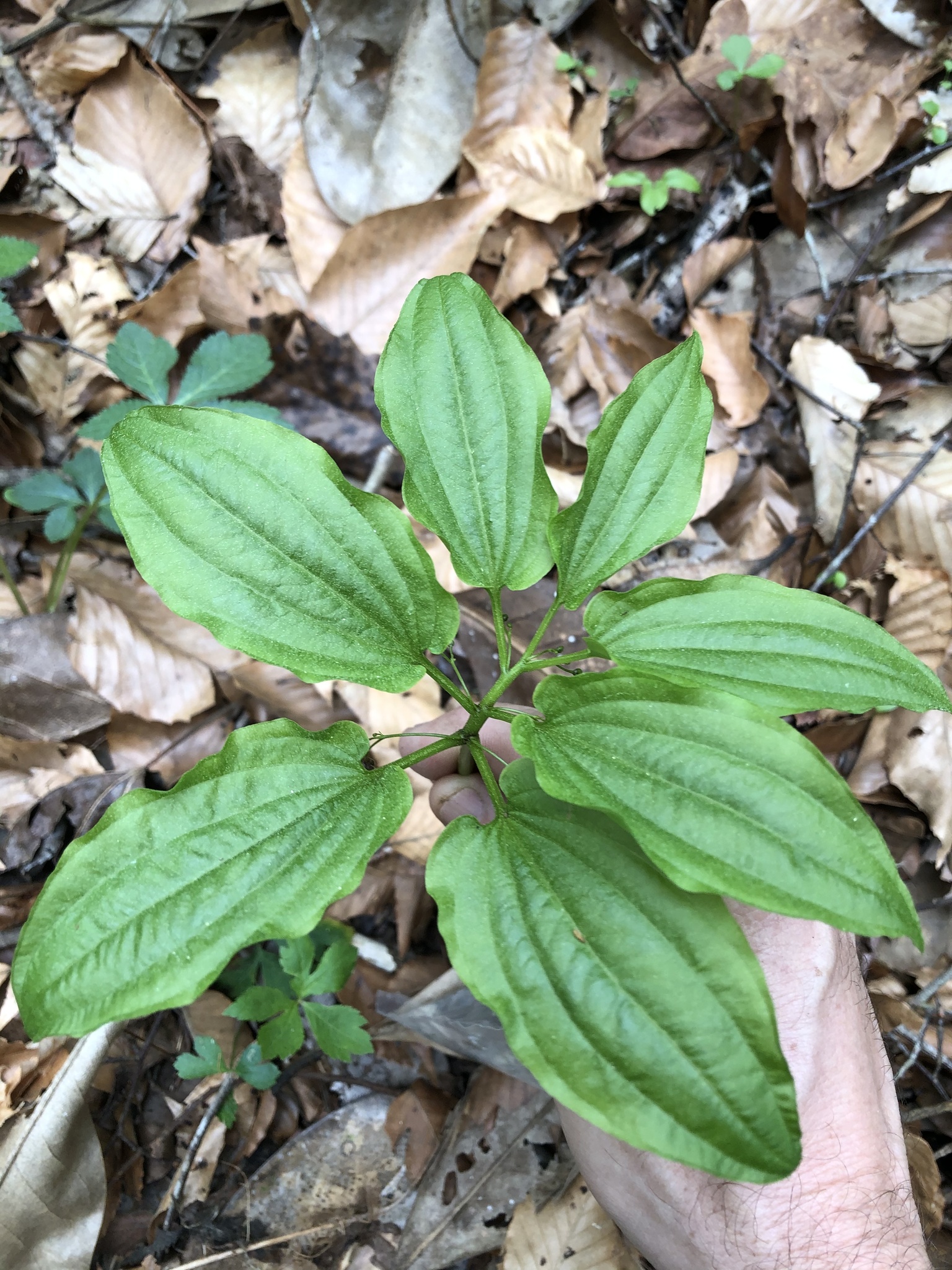 Croomia pauciflora (Nutt.) Torr.