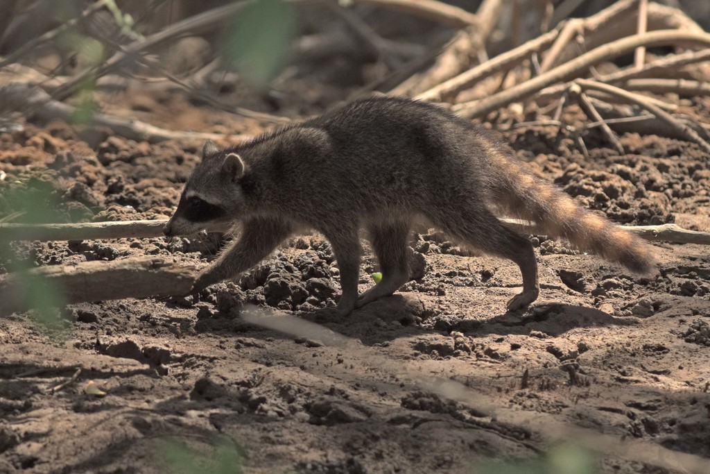 Common Raccoon from Provinz Puntarenas, Costa Rica on March 4, 2016 at ...