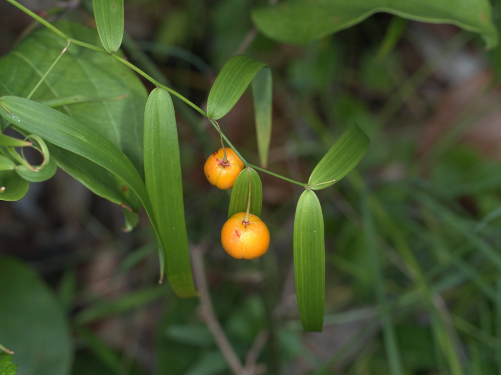Wombat Berry from Back Management Trail, Wooli NSW 2462, Australia on ...