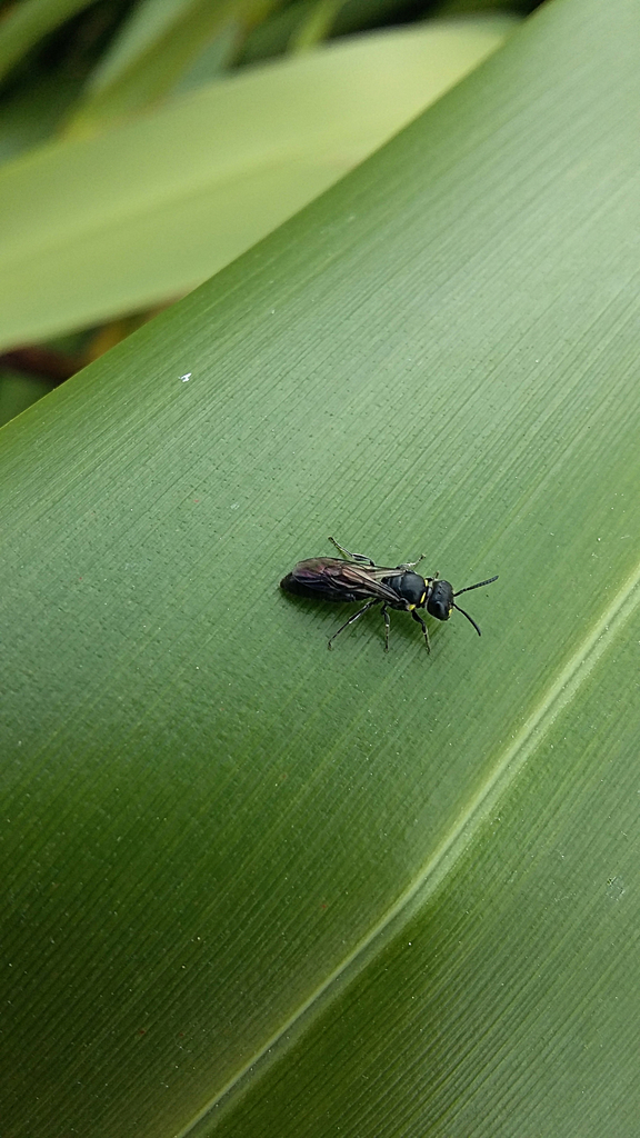 Maori Masked Bee from Awapuni, Palmerston North, New Zealand on ...