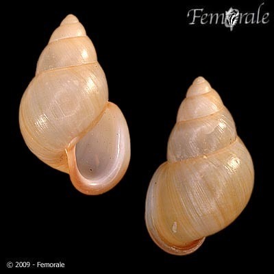 Variable Partula (Partula varia) · iNaturalist United Kingdom