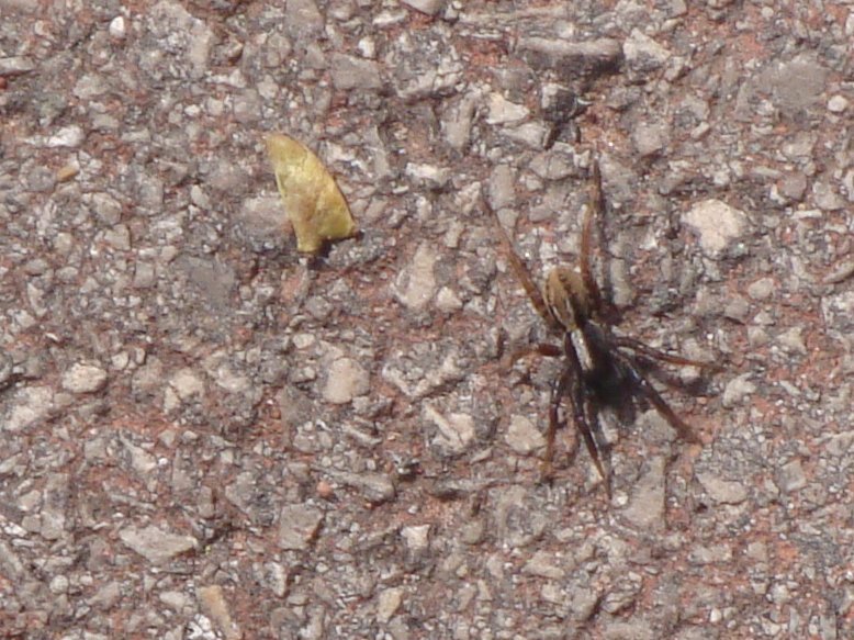 Common Fox Spider from Riverwood Road, Bromborough, Wirral UK on May 13 ...