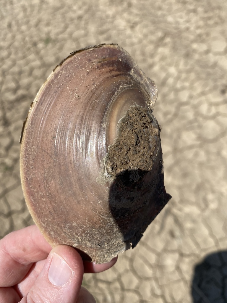 Potamilus from Telephone, TX, US on March 20, 2021 at 02:37 PM by ...