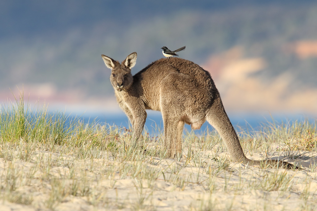 Eastern Grey Kangaroo (Macropus giganteus) - Know Your Mammals