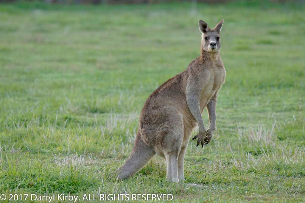 Eastern Grey Kangaroo (Macropus giganteus) - Know Your Mammals