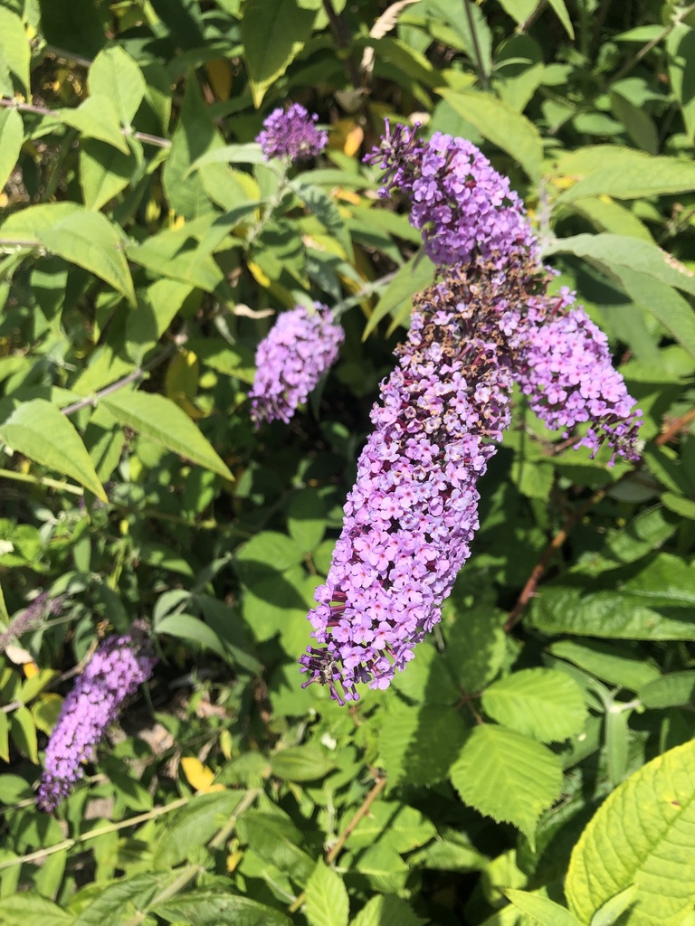 Butterfly bush from Seaview Ave NW, Seattle, WA, US on July 16, 2020 at ...
