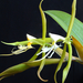 Fringed Star Orchid (Epidendrum ciliare) · iNaturalist