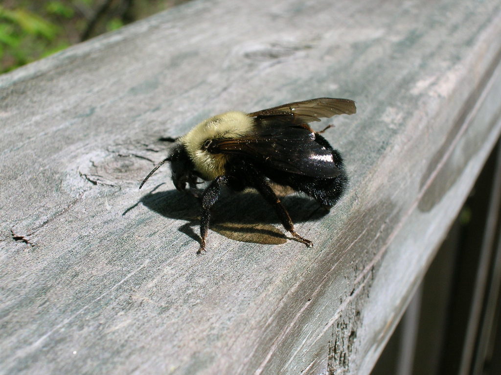 Lemon Cuckoo Bumble Bee from Umstead, Raleigh, NC, USA on April 10 ...