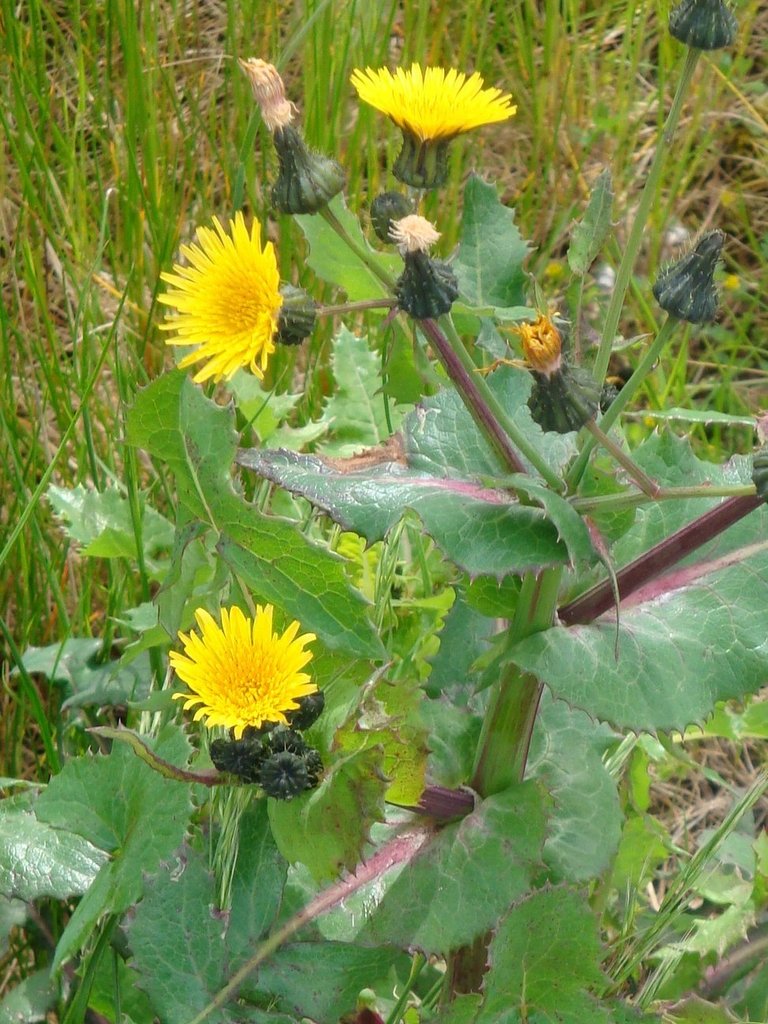 Common Sow-thistle from Riverwood Road, Bromborough, Wirral UK on May ...