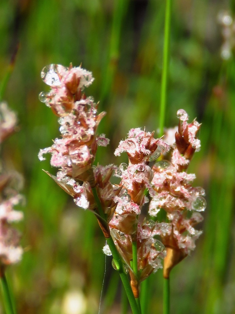 Restiads (Restionaceae) - Botanical Realm