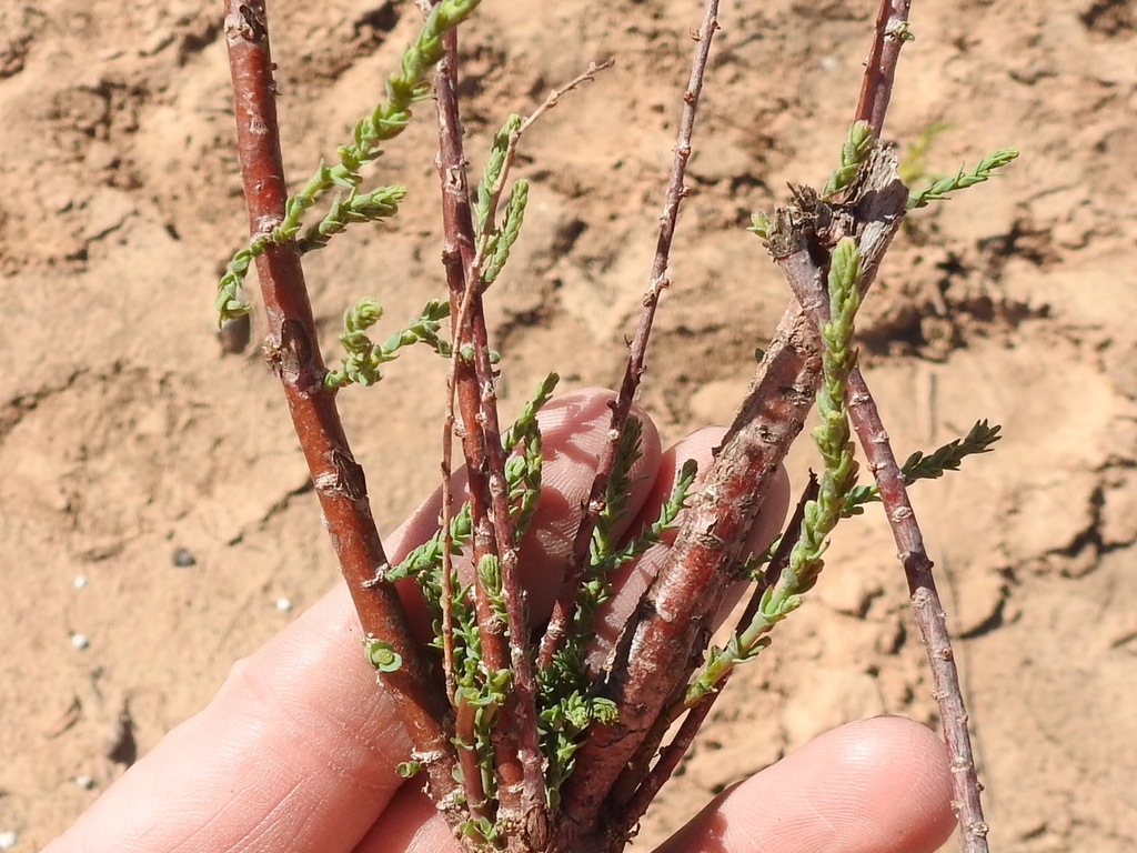 Tamarisks from Fannin County, TX, USA on March 20, 2021 at 02:58 PM by ...