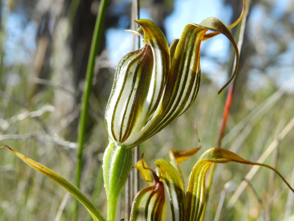 jug orchid from Monjebup WA 6338, Australia on September 13, 2017 at 04 ...