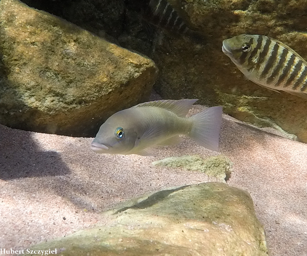 (Neolamprologus) - Marine Life Identification