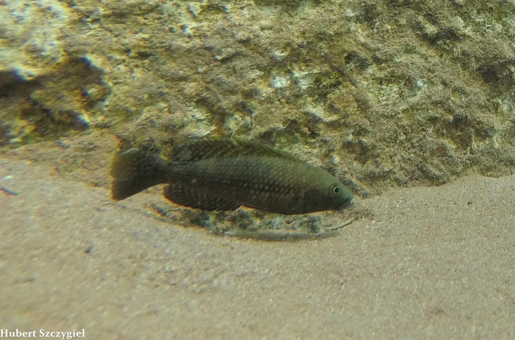 Callipterus Cichlid (Lamprologus callipterus) - Marine Life Identification