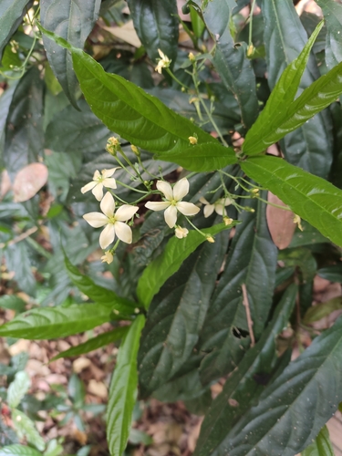 Trigonostemon bonianus · iNaturalist