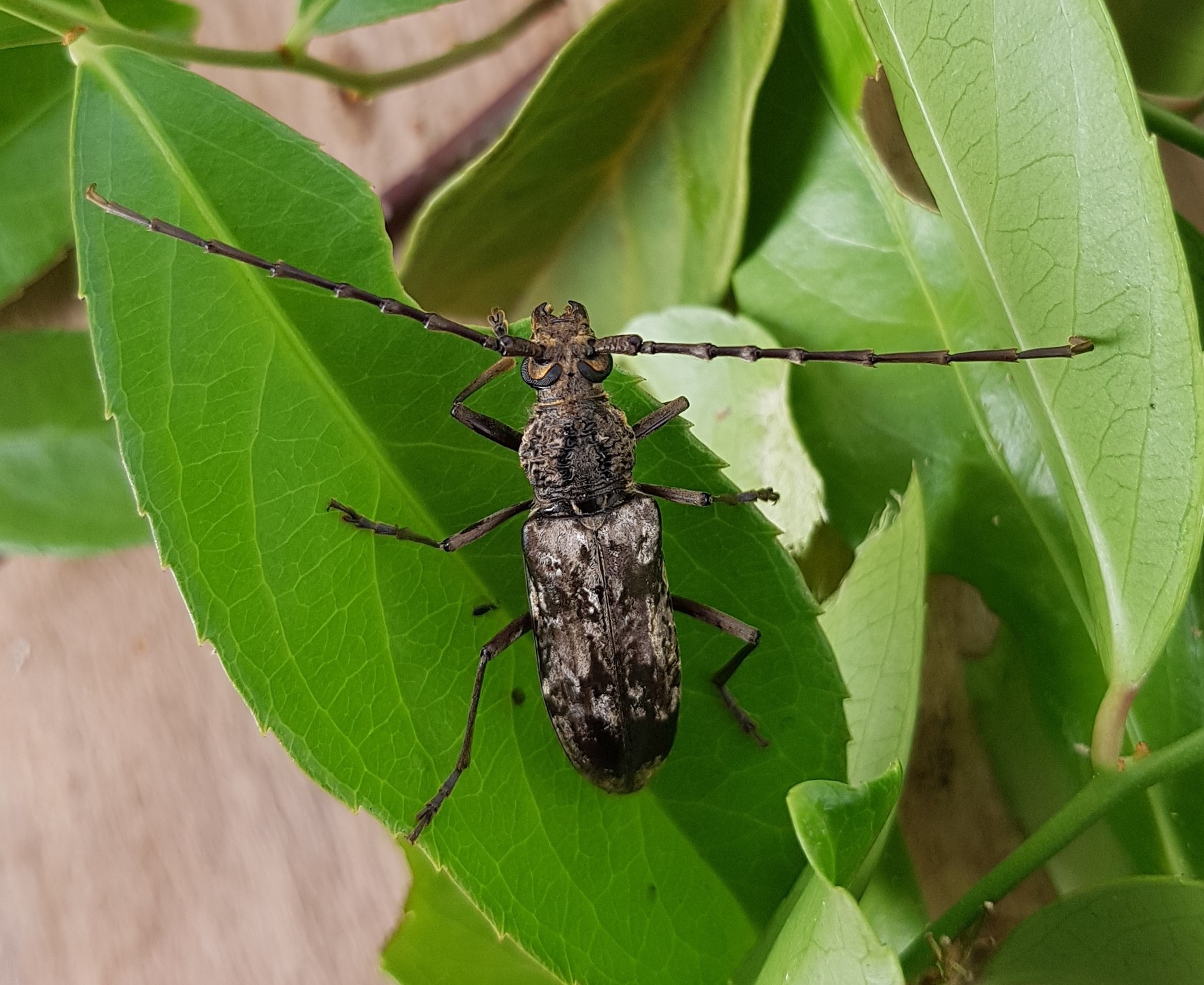 Trirachys Hope, 1843