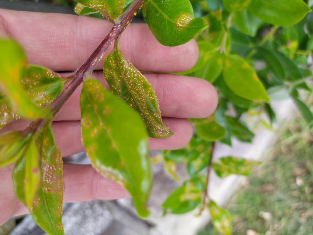 Myrtle Rust from Mount Albert, Auckland, New Zealand on March 21, 2021 ...