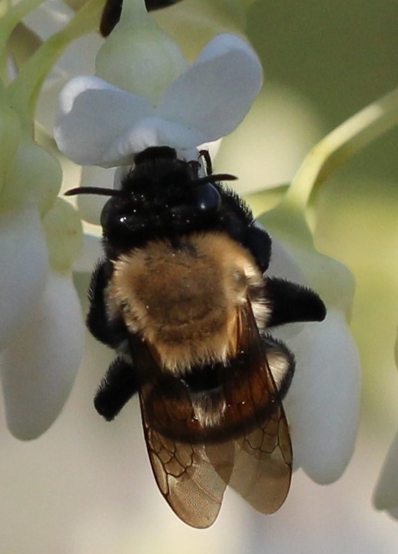 Blueberry Digger Bee from Longview, TX, USA on March 20, 2021 at 04:52 ...