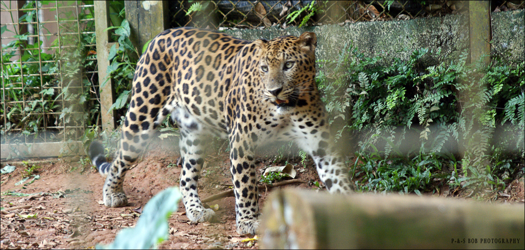 Indochinese Leopard (Panthera pardus delacouri) - Know Your Mammals