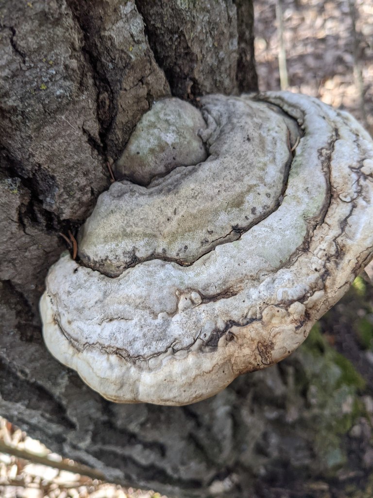 Ganoderma megaloma (Spring Fungi of the Greater Washington DC Area ...