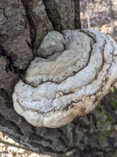 Ganoderma megaloma (Spring Fungi of the Greater Washington DC Area ...
