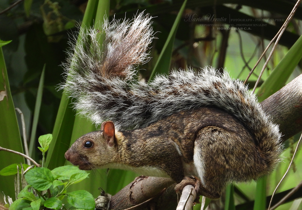 Variegated Squirrel from Potrerillos, Honduras on January 19, 2020 at ...