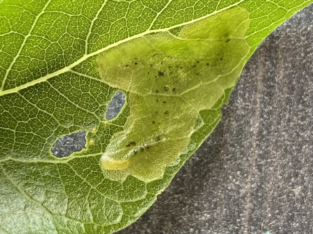 Agromyza from Lakeside Blvd, Brownsville, TX, US on March 20, 2021 at ...