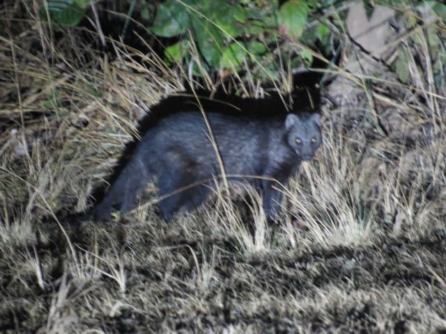 White-tailed Mongoose (Ichneumia albicauda) - Know Your Mammals