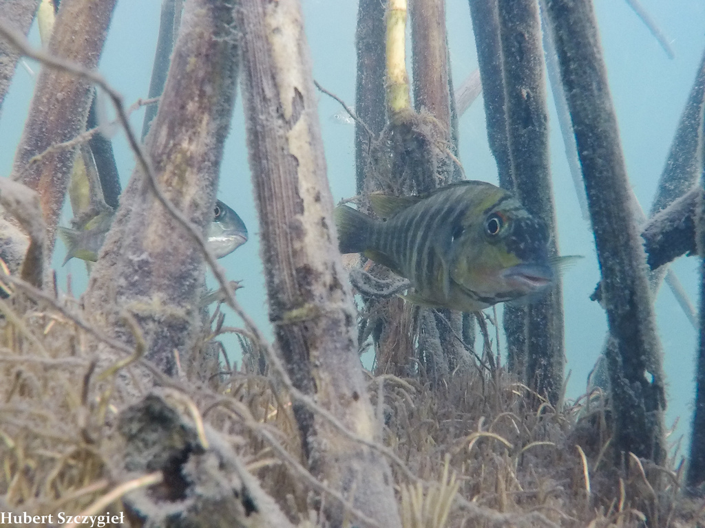 (Simochromis diagramma) - Marine Life Identification