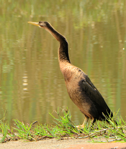 Observations by igmar · iNaturalist