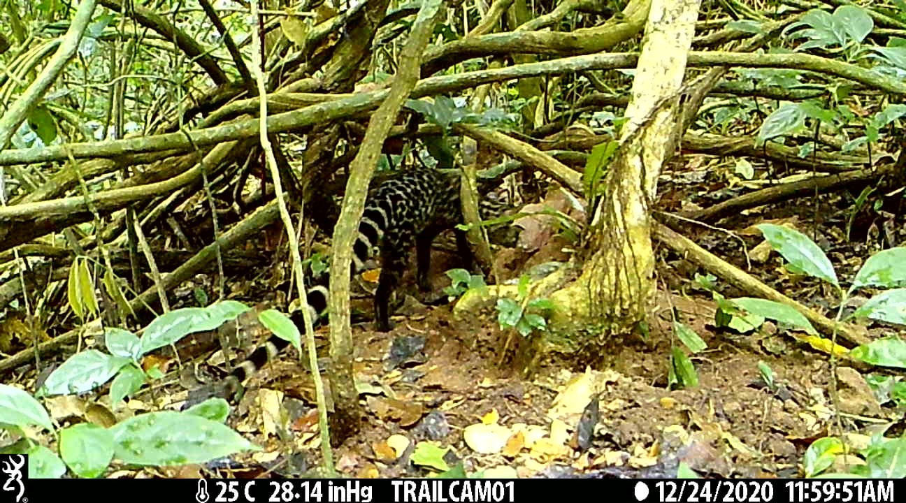 Genetta servalina Pucheran, 1855