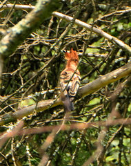 Observations by igmar · iNaturalist