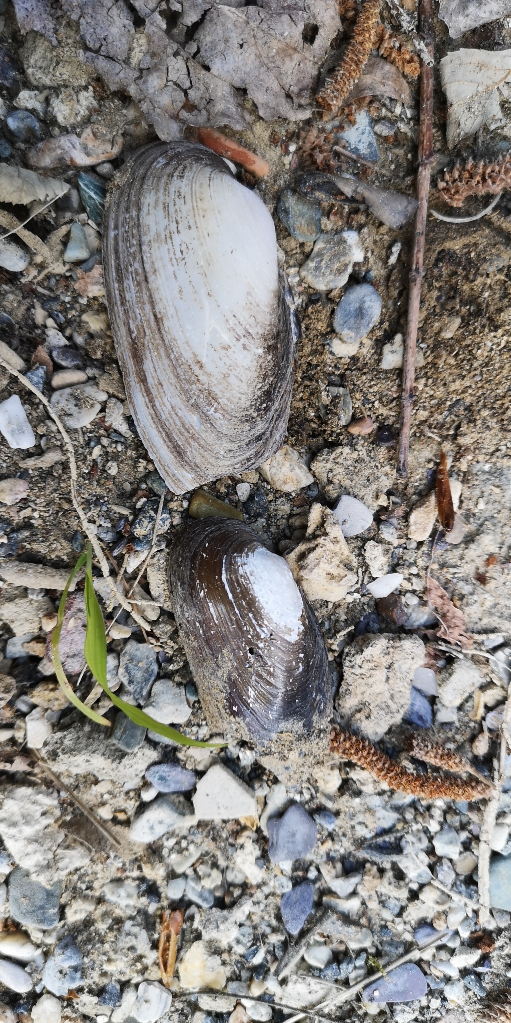 Unio mancus Lamarck, 1819