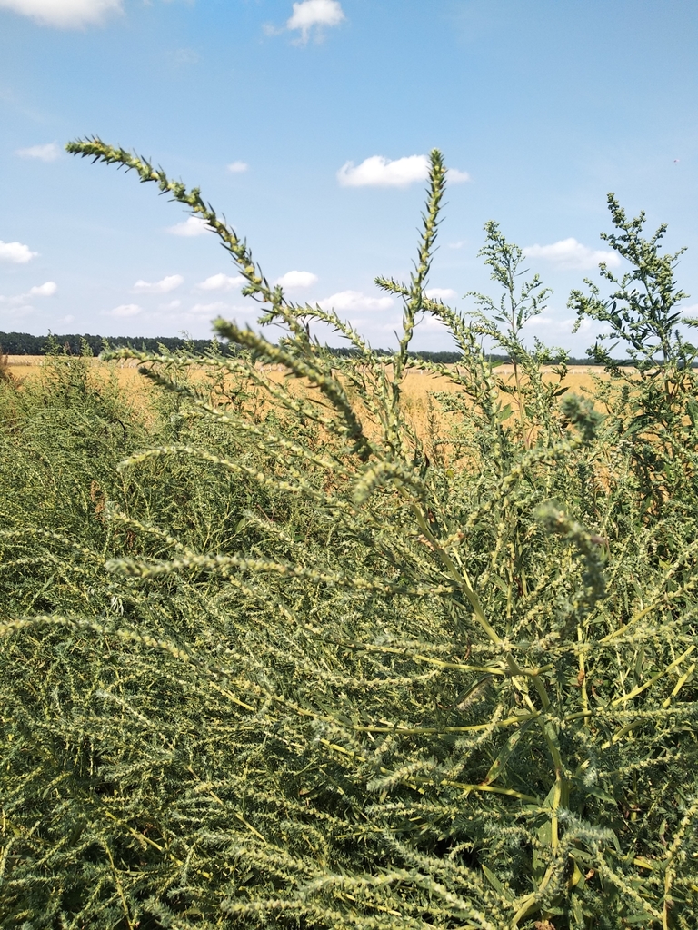 Kochia (Plants of Rosewood Nature Study Area) · iNaturalist