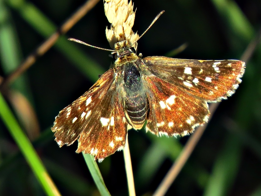 Red-underwing Skipper from Centro de Interpretación, 50500 Tarazona ...