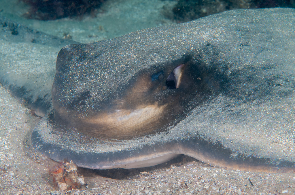 New Zealand Eagle Ray (Fishes of Cabbage Tree Bay Aquatic Reserve ...