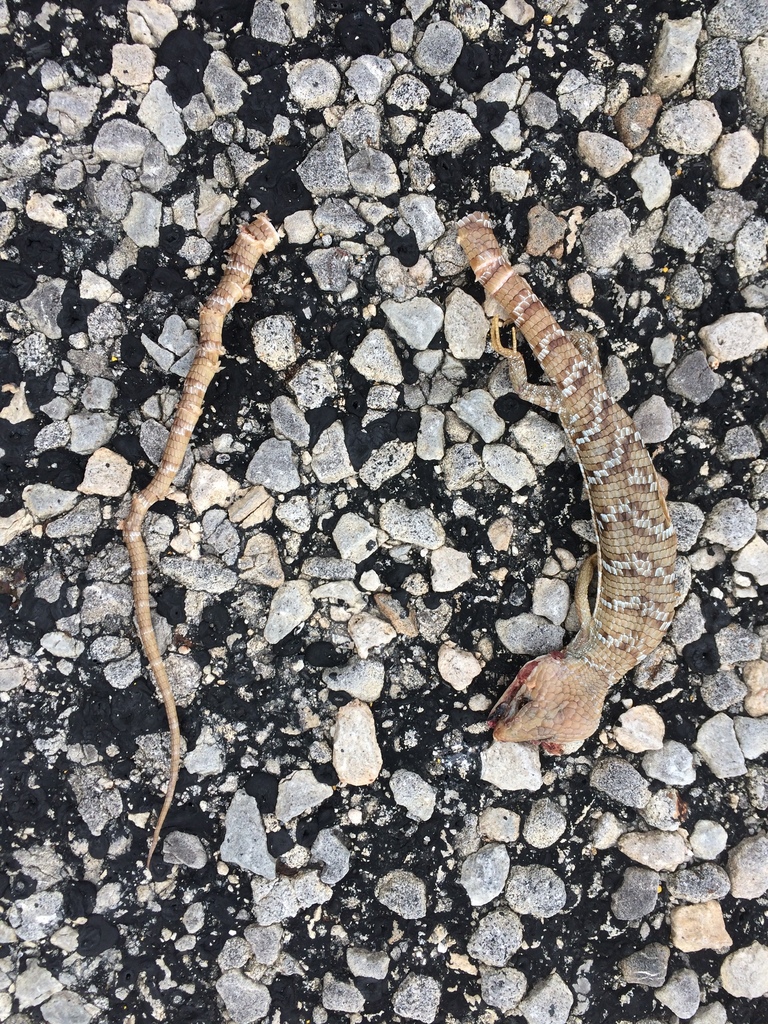 Texas Alligator Lizard in November 2017 by Ryan Collister. DOR, maybe ...