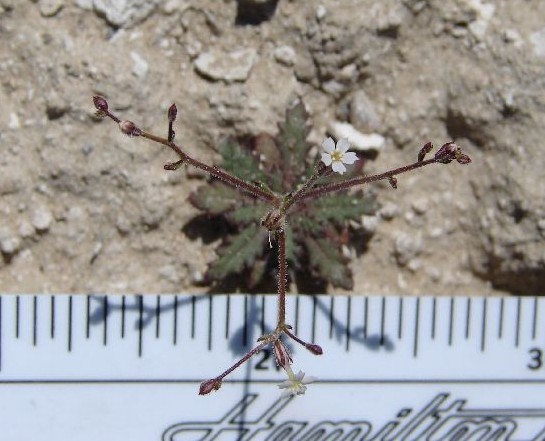 Sand Gilia (Plants of Highline Lake State Park) · iNaturalist