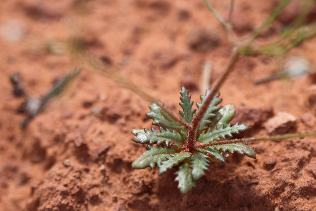 Sand Gilia (Plants of Highline Lake State Park) · iNaturalist