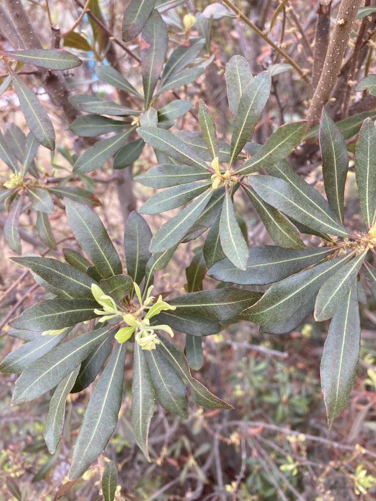 wax myrtle from Charles Merle Dr, Austin, TX, US on March 21, 2021 at ...