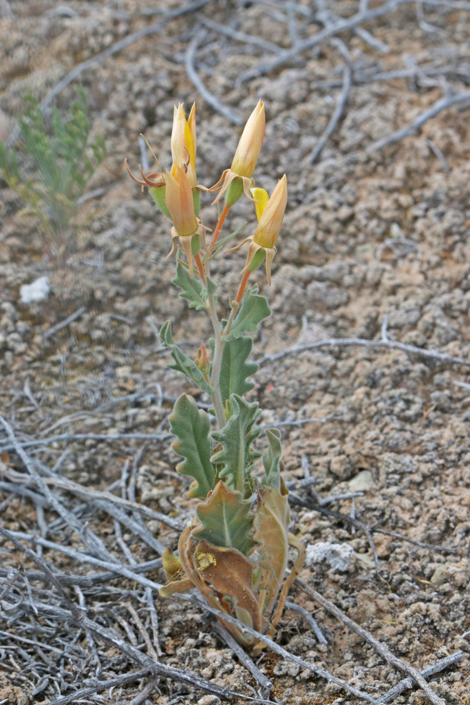 Wing-Seed Blazing Star (Plants of Highline Lake State Park) · iNaturalist