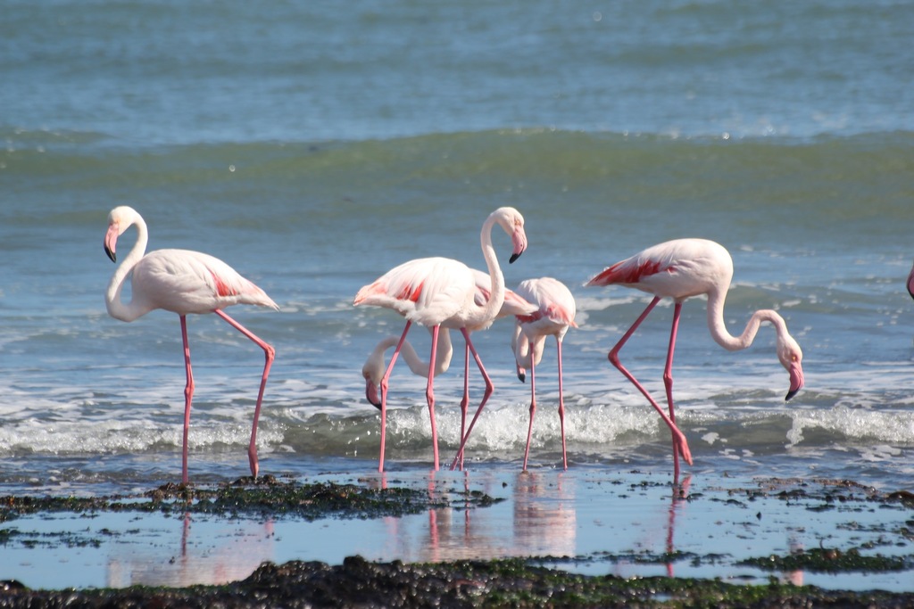 Greater Flamingo from Luderitz on June 20, 2016 at 12:23 PM by Joshua ...