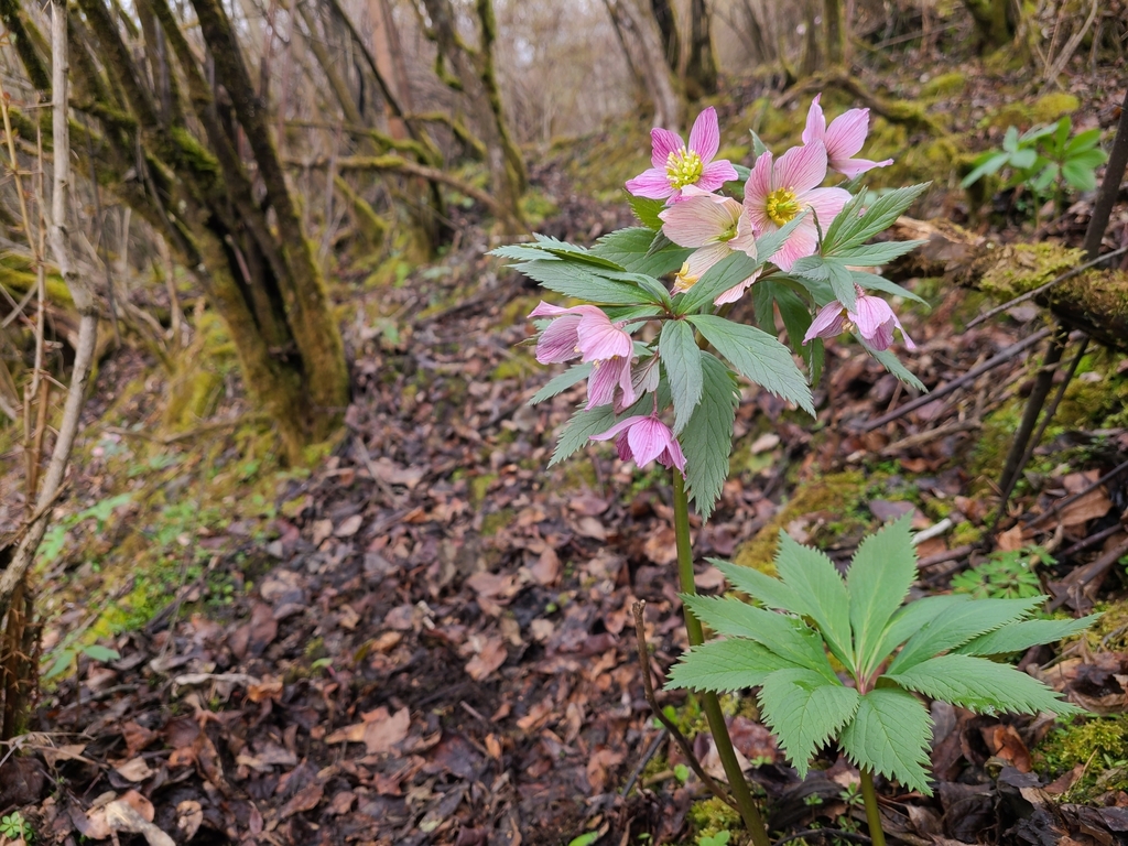 Helleborus thibetanus in March 2021 by mintren · iNaturalist