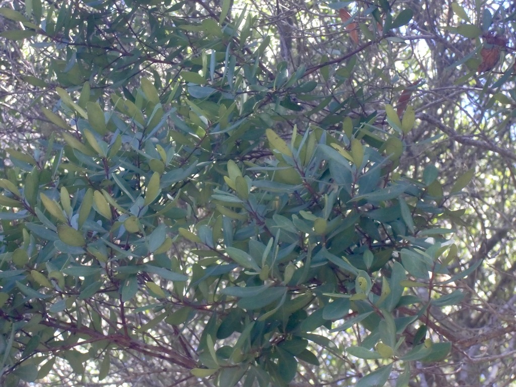 Dune Gwarrie from Still Bay West, Still Bay, 6674, South Africa on ...