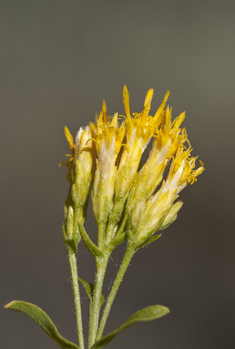 Yellow Rabbitbrush (Plants of Highline Lake State Park) · iNaturalist