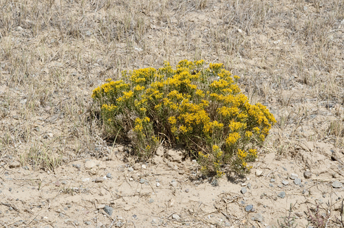Yellow Rabbitbrush (Plants of Highline Lake State Park) · iNaturalist