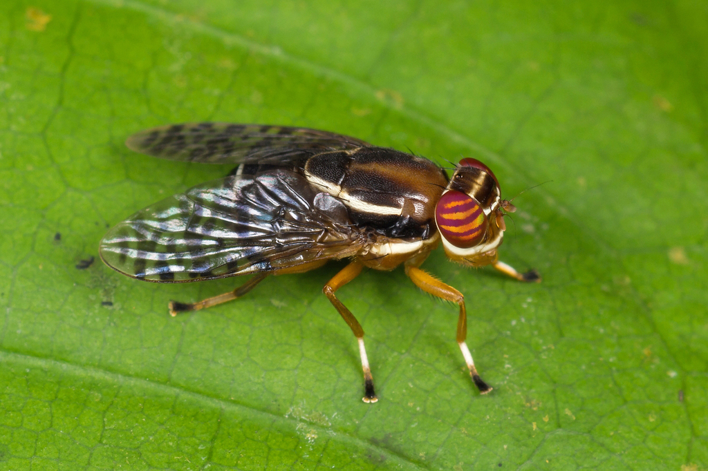 Scholastes cinctus (Diptera (flies) of the Chagos Archipelago ...