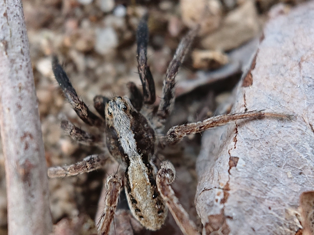 Fox Spiders from Lyngsbæk Strand, Ebeltoft, Danmark on March 21, 2021 ...